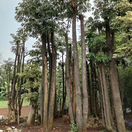 Jual jual pohon pule besar tinggi 6/7 meter harga murah - Kota Depok ...