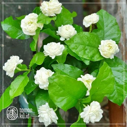 Jual Bibit Bunga Melati Harum Tanaman hias melati - Kota Surabaya ...