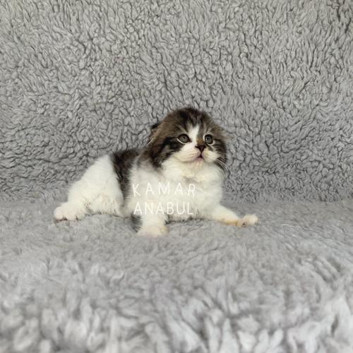 Jual Kucing scottish fold kitten pedigree CFA indukan champ - Kota ...