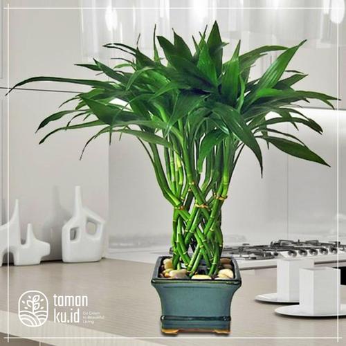 Jual Bambu hoki bambu Rejeki pohon keberuntungan bambu hoky kelabang ...