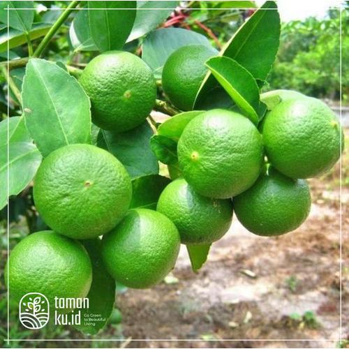 Jual Bibit tanaman jeruk pecel / jeruk nipis - Kota Surabaya - Tamanku ...