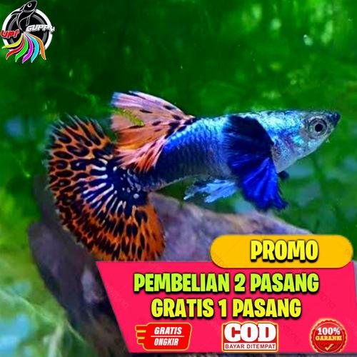 Jual Guppy Platinum Red mozaik big ear / ikan Hias Air tawar - male & femle - JANTAN - Kab ...