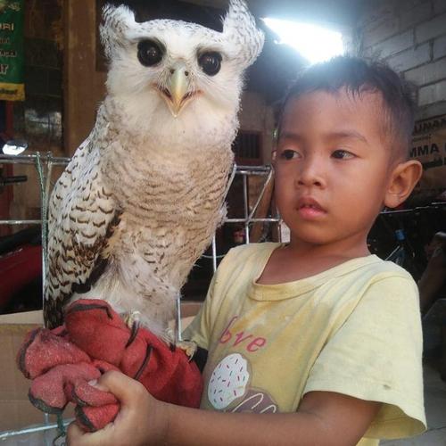 Jual burung hantu bubo sumatranus - Kota Bekasi - ilham pets | Tokopedia