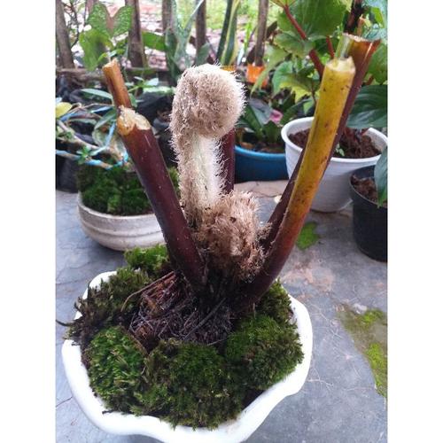 Jual Pakis Kera Putih Tanaman Hias Pakis Monyet Bulu Putih - Kab ...