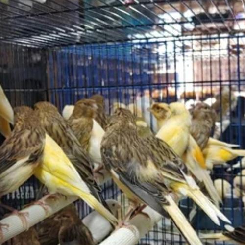 Jual burung kenari loper bahan jaminan jantan warna gelap - Jakarta ...