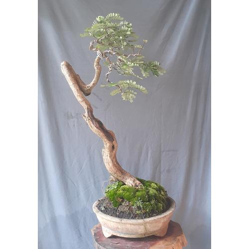 Jual Bonsai asem saga bunjin style - Kota Bandung - R_Garden | Tokopedia
