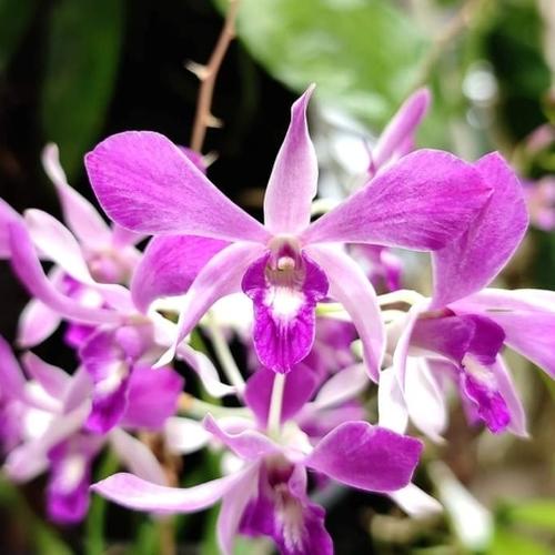 Jual Tanaman Hias Seedling Anggrek Dendrobium Mini Pearl - Kab. Bandung ...