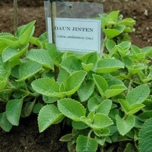 Jual Bibit Tanaman Bangun-Bangun - Tanaman Daun Torbangun - Obat Herbal ...