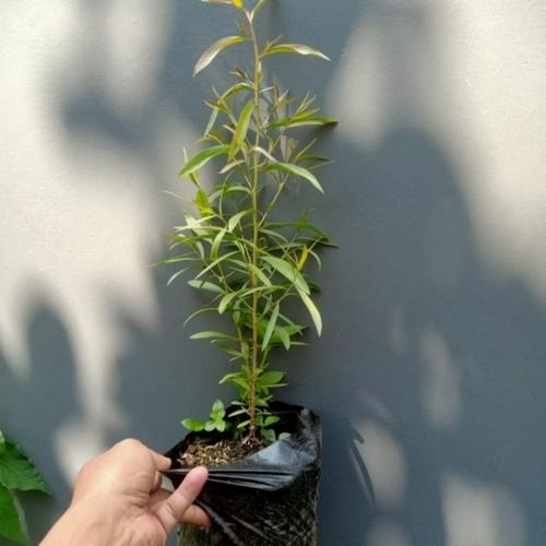 Jual bibit pohon kayu putih - pohon minyak kayu putih - Kab. Bogor ...