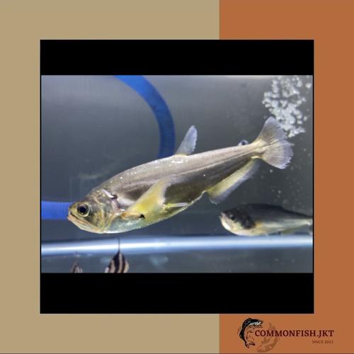 Jual ikan payara scombie size 14cm bukan armatus atau red tail payara ...