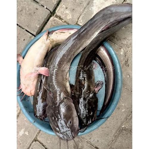 Jual Ikan Sembilang segar 1kg - Jakarta Barat - jo_no | Tokopedia