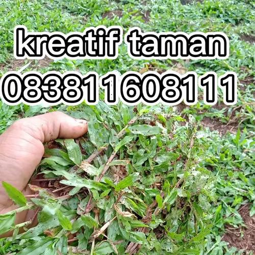 Jual rumput gajah besar.1 meter - Kab. Bogor - KREATIF TAMAN | Tokopedia