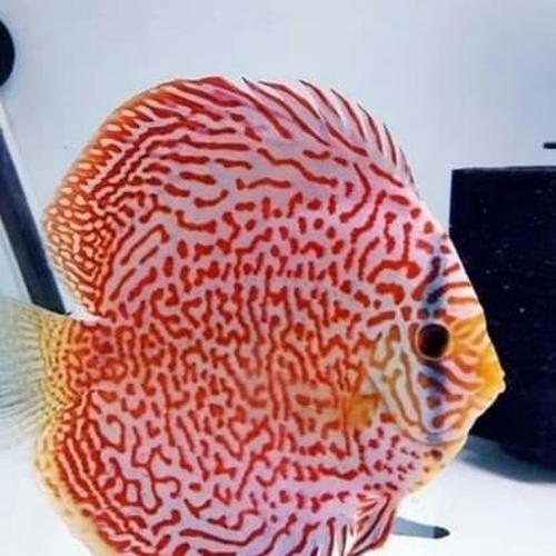Jual discus leopard ikan discus leo - Kota Tangerang Selatan - D'li ...