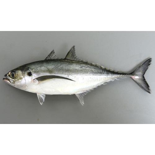 Jual Ikan Tengkek Segar 1kg | kg - Kota Tangerang - Sentral Ikan Fresh ...
