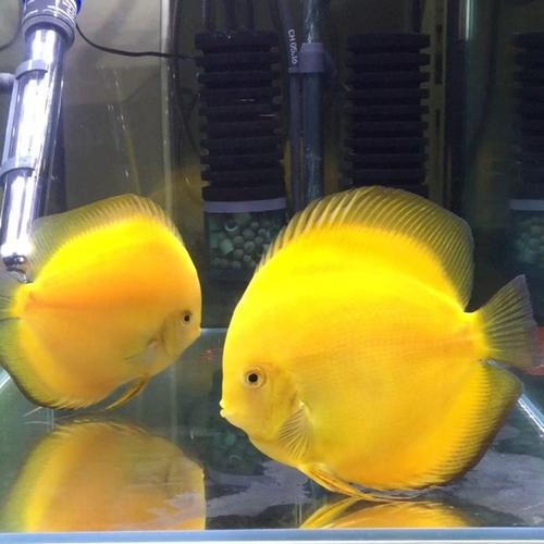 Jual golden discus / discus golden / discus kuning / ikan discus ...