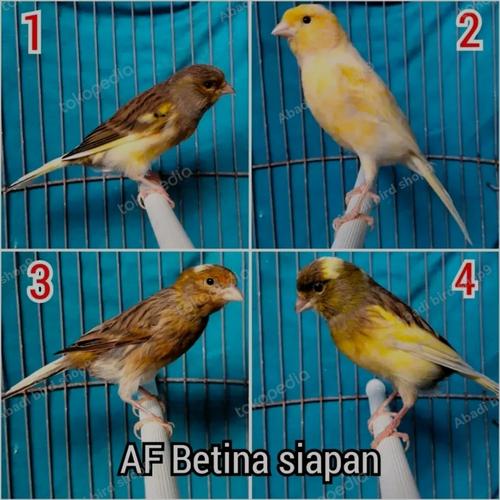 Jual burung Kenari af betina siapan- breeding - Jakarta Timur - Abadi ...