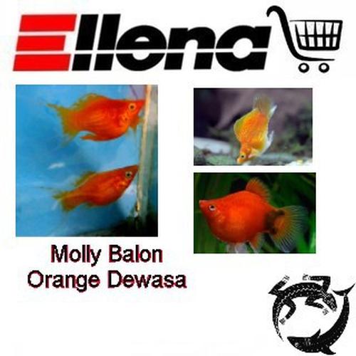 Jual Ikan Molly Balon Ekor Cawang / ikan Golden Molly Balon / ikan ...