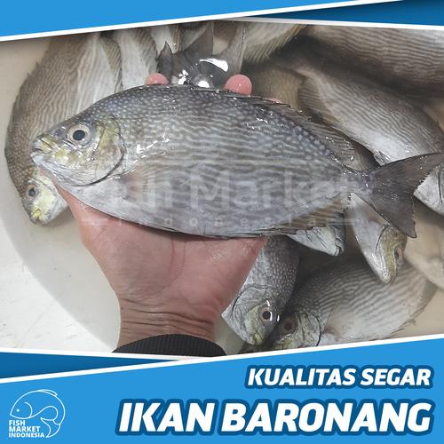 Jual Ikan Baronang Segar 1kg 3-5 Ekor/Baronang FRESH/Ikan Segar Bersih ...
