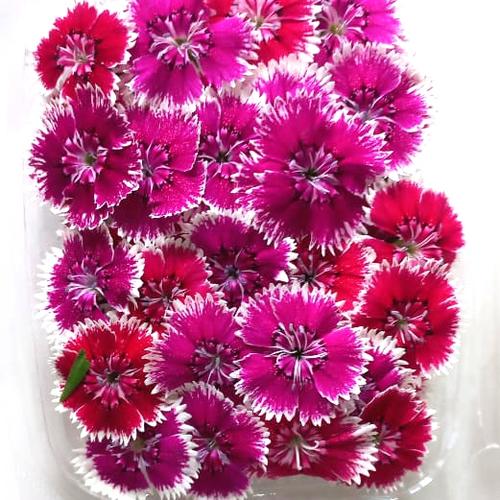 Jual Edible Flower Dianthus Fresh - Kota Bandung - edible flower garden ...