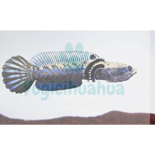 Jual original ikan channa blue pulchra pulcra single tank snake head ...