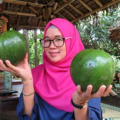 Jual Bibit alpukat kendil/markus ukuran 80- 1 meter super unggul - Kota ...