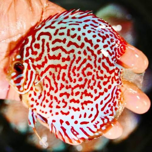 Jual ikan discus leopard 2 inch - 2 inch - Kota Bekasi - Robincihu1 ...