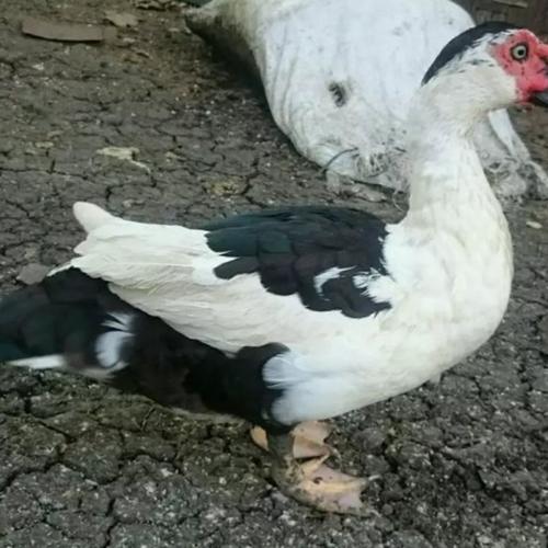 Jual Telur entok jumbo fertil telur bisa ditetaskan - Jakarta Pusat ...