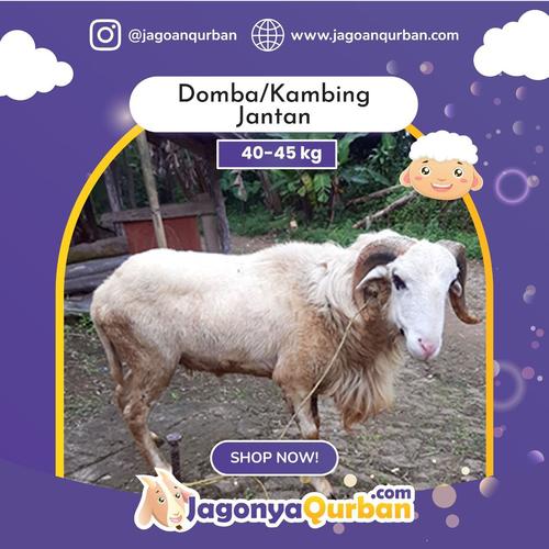 Jual Domba / Kambing Qurban Kurban Aqiqah Jantan 40-45 kg - Jakarta Selatan - JagoanQurban_com ...