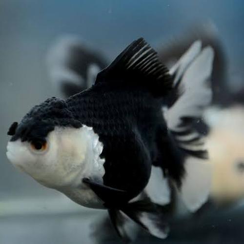 Jual Ikan Hias Mas Koki Oranda Panda Tri Color & Black Gold - Goldfish ...
