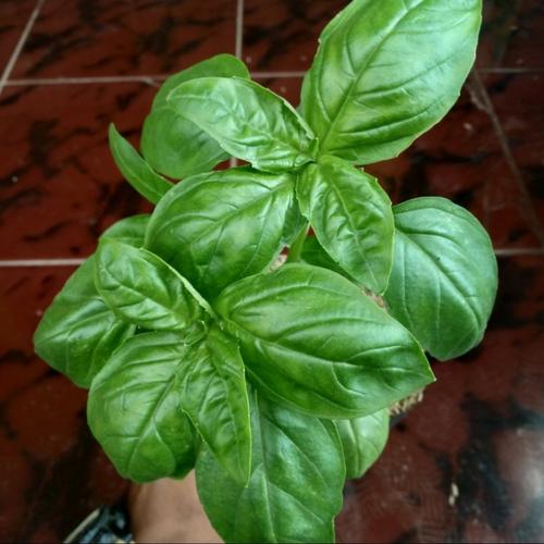 Promo tanaman basil rempah - Jakarta Timur - Cipta Karya Lestari ...