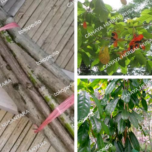 Jual Pohon Hantap/Setek Pohon Hantap Panjang 1meter buat ajir tanaman ...