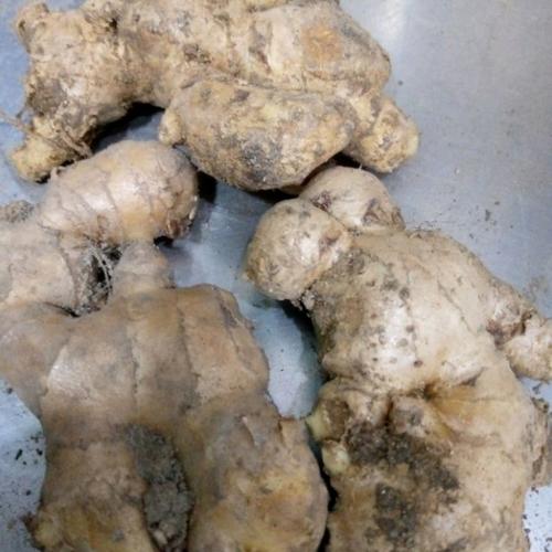 Jual JAHE GAJAH SEDANG/JAHE PUTIH SEGAR 1KG - Jakarta Timur - minang ...