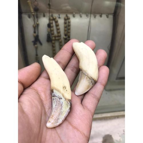 Jual GIGI TARING UNTA ASLI CAMEL TOOTH | GIGI UNTA - Jakarta Barat ...