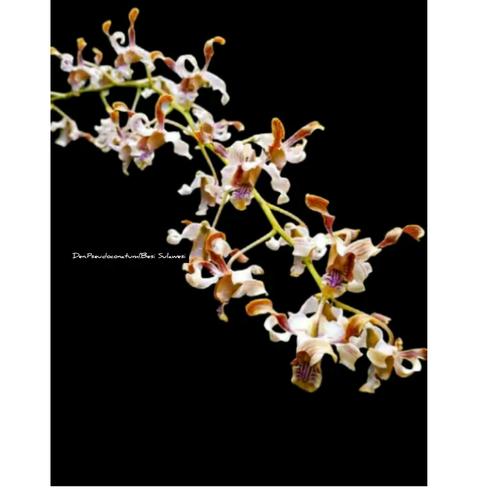 Jual Anggrek dendrobium Pseudoconatum.(Besi Sulawesi)dewasa - Kota ...