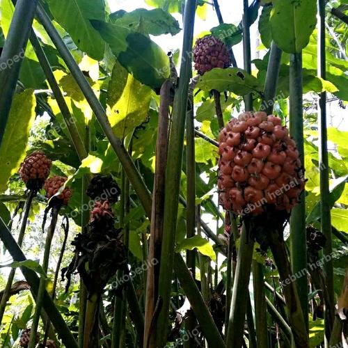 Jual buah honje segar 1kg gelosirr - Kota Bandung - kebun herbal alami ...