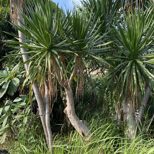 Jual Pohon Pandan Bali KD 1 - Jakarta Barat - little Bali landscape ...