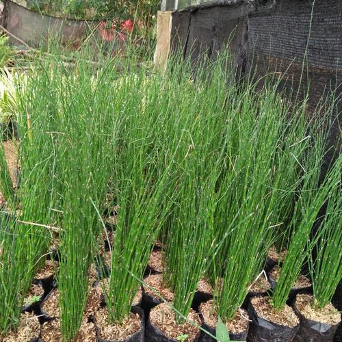 Jual tanaman hias bambu air tanaman air tanaman bambu hias bambu air ...