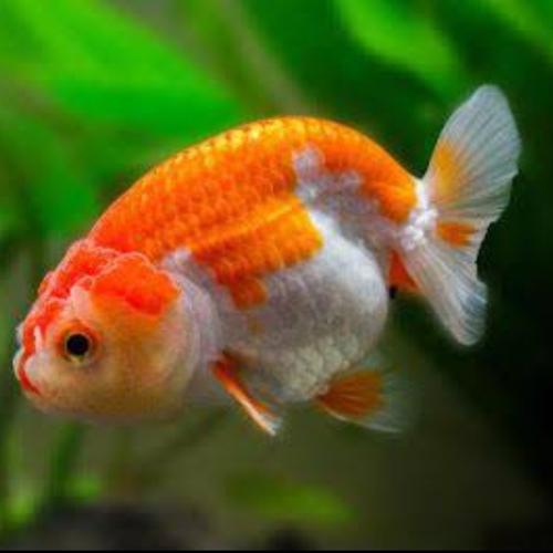 Jual Ikan Hias Mas Koki Ranchu Lion Head goldfish air twar - Ranchu RW ...