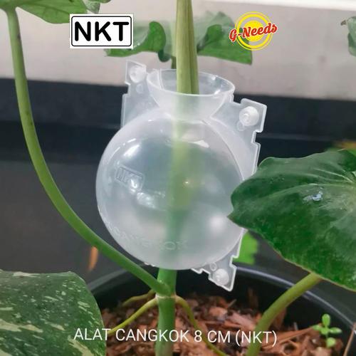 Jual Tempat Pot Wadah NKT Box Cangkok Media Cangkok 8 cm bening - 1 ...