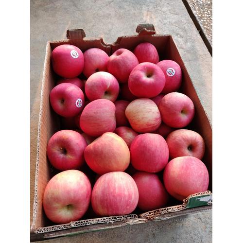 Jual Buah Apel Fuji / Apple import RRC China 1kg - Kab. Tangerang ...