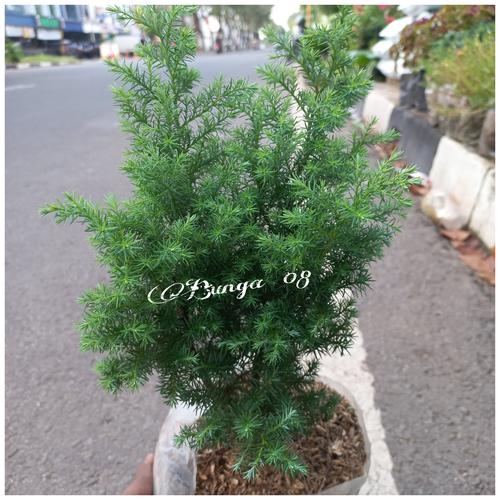 Jual Tanaman hias CEMARA EMBUN / pohon cemara - Jakarta Utara - BUNGA ...