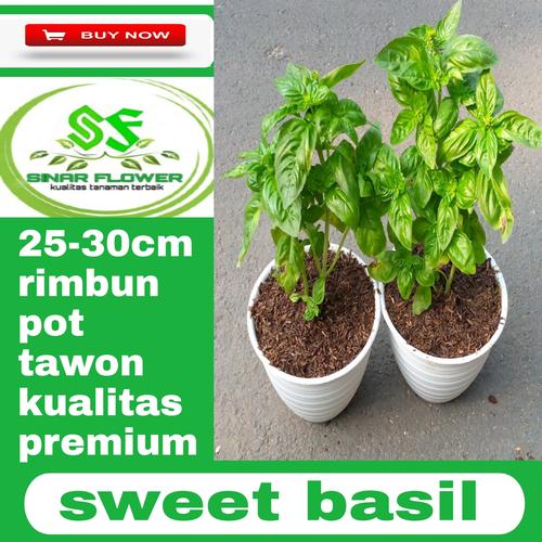 Jual tanaman basil/sweet basil/tanaman herbal/rempah/pot dijual ...