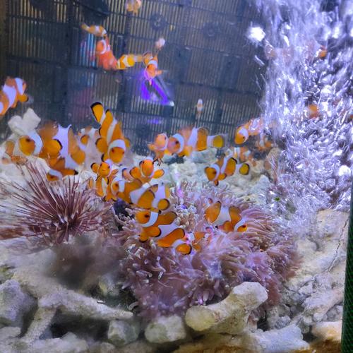 Jual ikan nemo badut laut clown fish - Kab. Bogor - riyoul aquatic ...