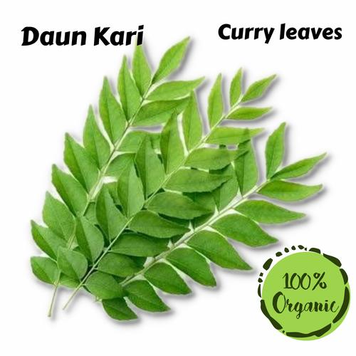Jual Daun Kare/ Kari atau India Curry Leaves /Daun Salam Koja / Segar ...