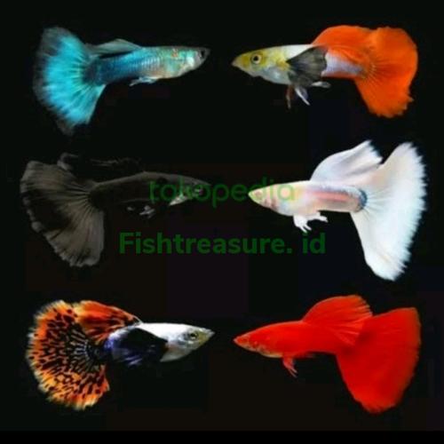 Jual Paketan 6 Pasang Ikan Hias Guppy - Kota Depok - Fishtreasure. id | Tokopedia