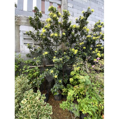 Jual Tanaman Santos Lemon Tinggi 2 meter - Jakarta Barat - Little Bali ...