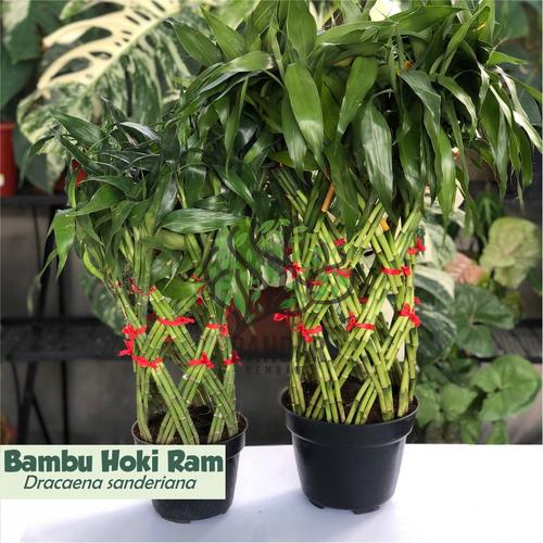 Jual Tanaman Hias Bambu Keberuntungan Bambu Hoki (Dracaena Sanderiana ...