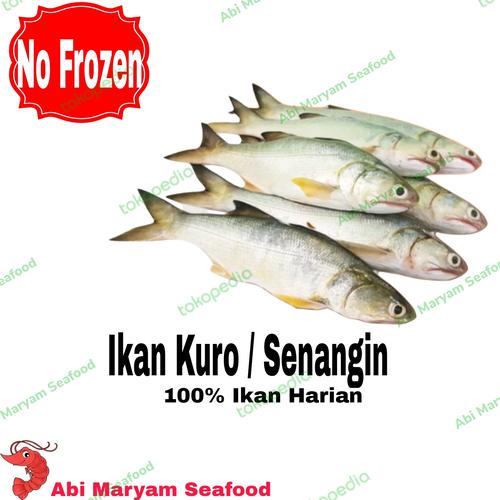 Jual Ikan KURO / Ikan senangin fresh 1 kg - Jakarta Selatan - Abi ...