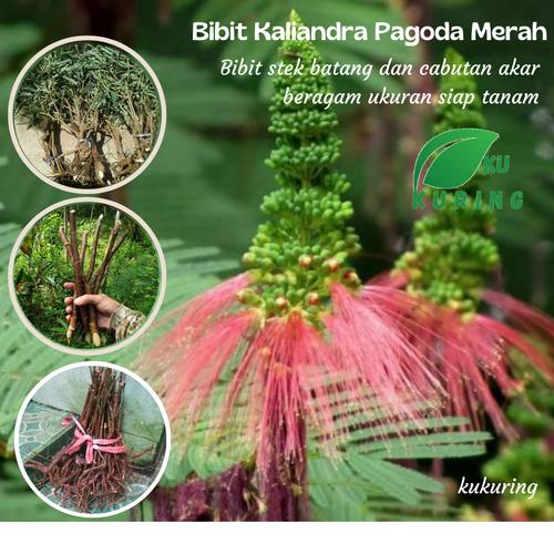 Jual Bibit Tanaman kaliandra Pagoda Merah bibit kaliandra murah siap ...