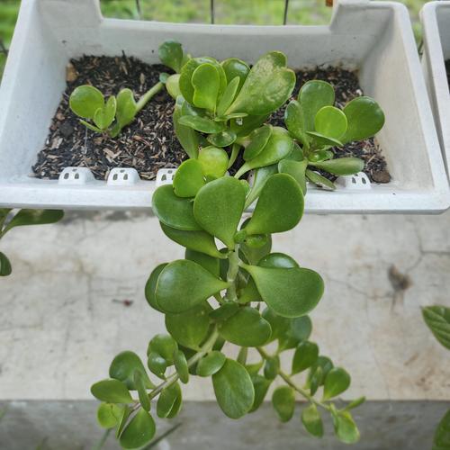 Jual Trailing Jade atau Jade plant - Kota Bandung - Tatanam x Dibikinin ...